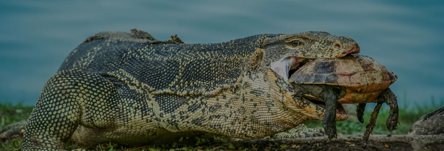 Komodo Island Diving : Top 5 Best Outstandng Dive Sites