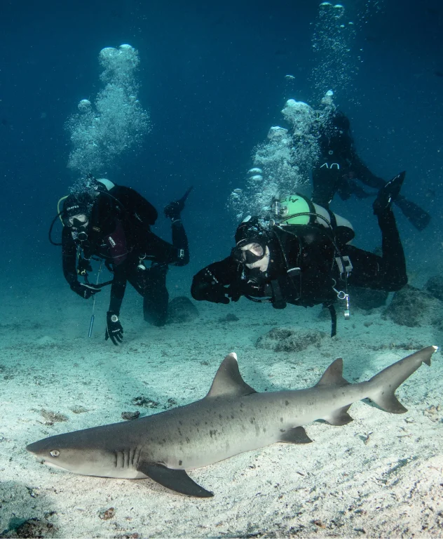 Komodo Island Diving : Top 5 Best Outstandng Dive Sites